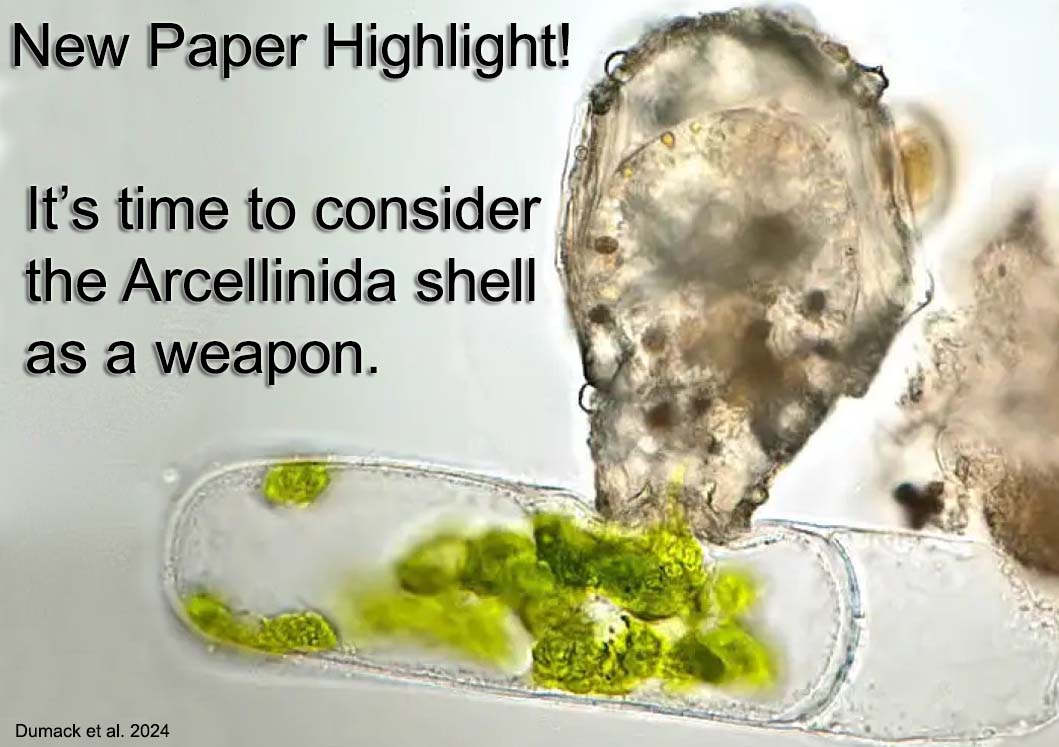 Publication by PD Dr. Kenneth Dumack on Testate Amoeba